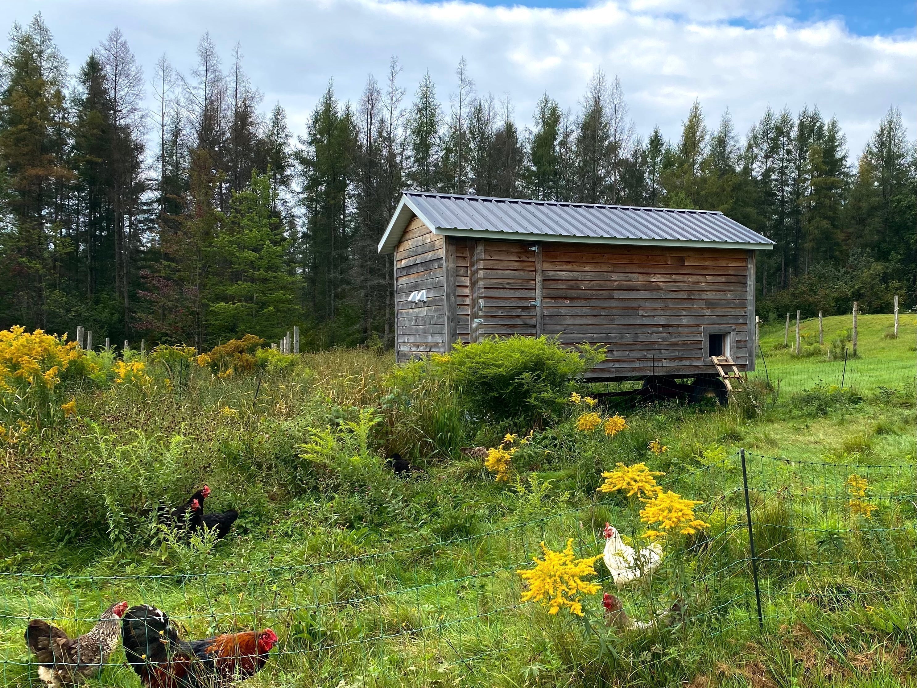 How to choose the right hen house – Plumes Champêtres