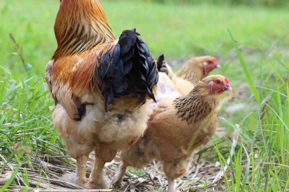 Poules de Races vs Poules Commerciales : Quel Choix pour Votre Poulail ...